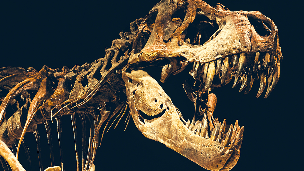 Tyrannosaurus Rex Fossil